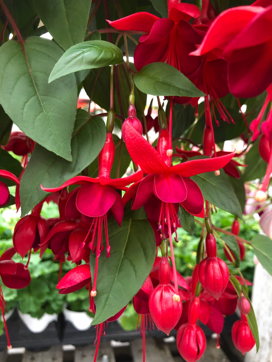 Fuchsia Marinka – The Greenery Garden Centre