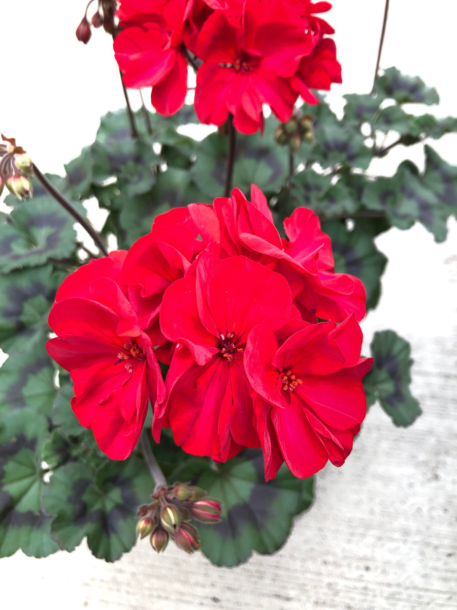 Geranium Zonal Super Moon Red – The Greenery Garden Centre