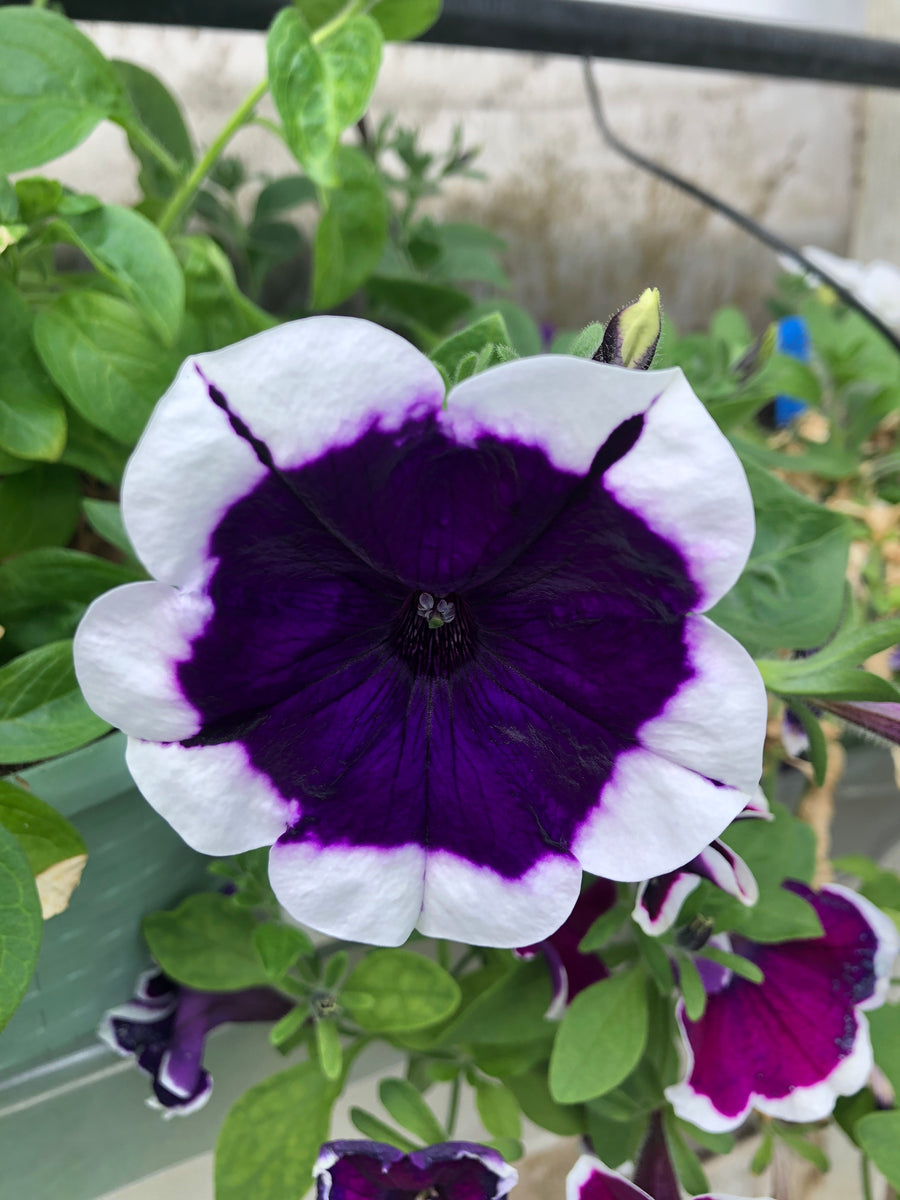 Petunias Headliner Dark Violet Picotee – The Greenery Garden Centre