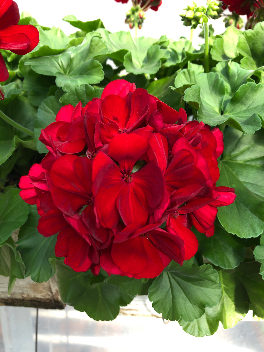 Geranium Mounding Calliope Dark Red Large – The Greenery Garden Centre