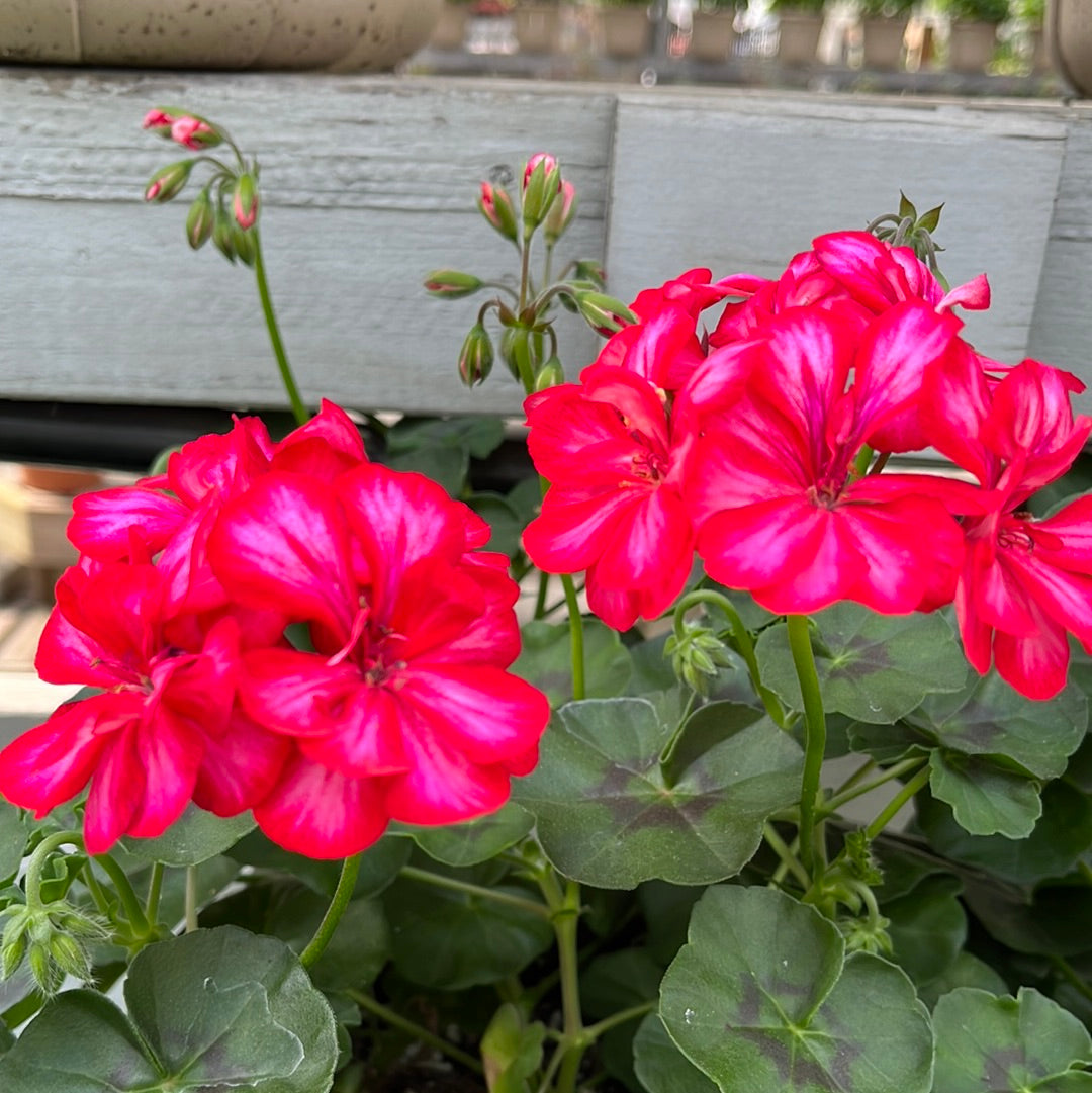 Geranium Ivy Focus Red Ice – The Greenery Garden Centre
