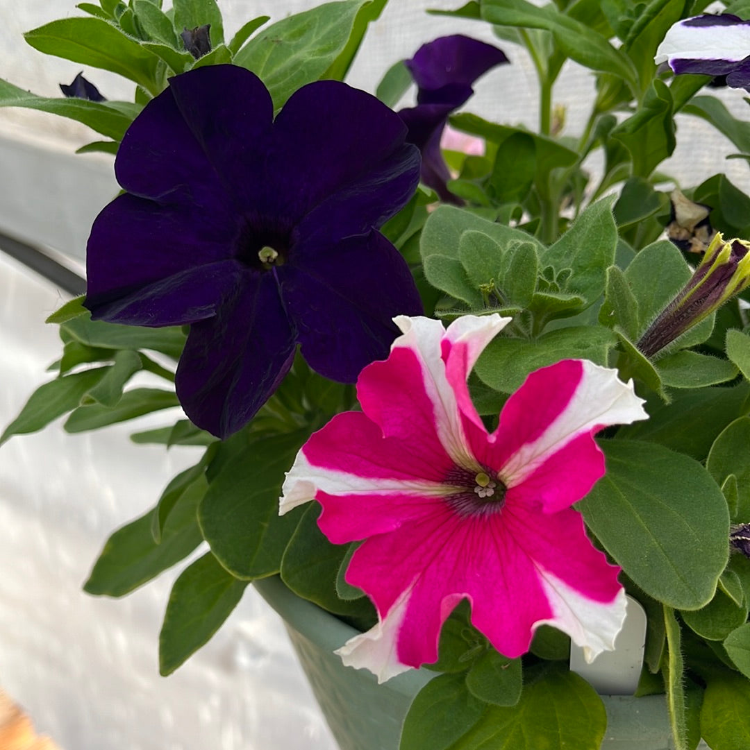 Petunias Tritunia Mix – The Greenery Garden Centre