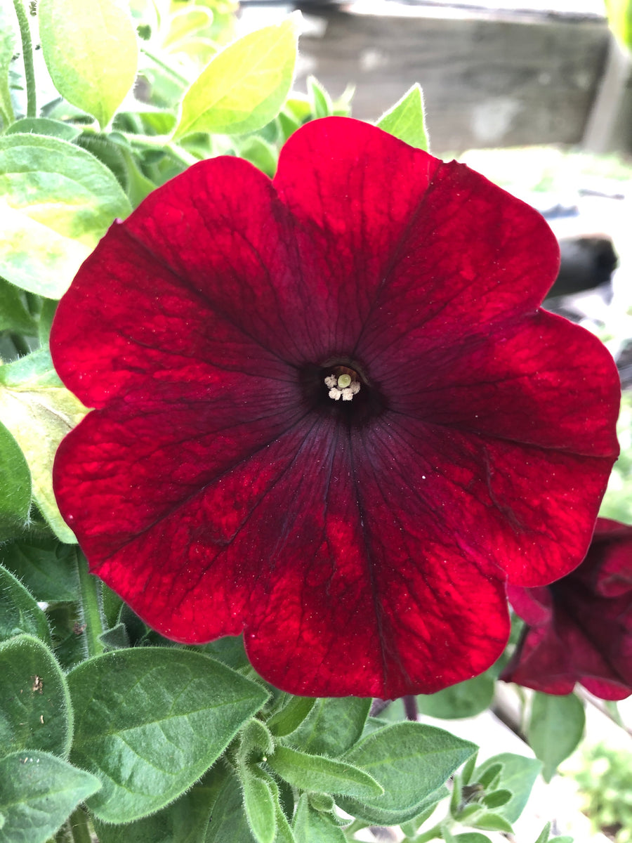 Petunias Sanguna Merlot – The Greenery Garden Centre