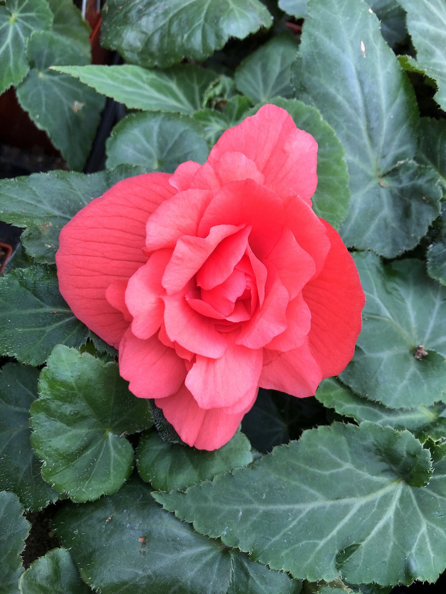 Begonia Illumination Rose – The Greenery Garden Centre