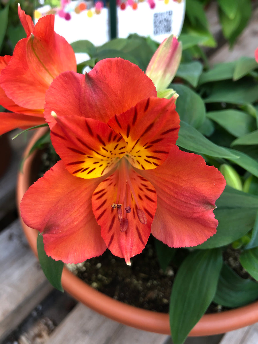 Alstroemerias Colorita Amina – The Greenery Garden Centre