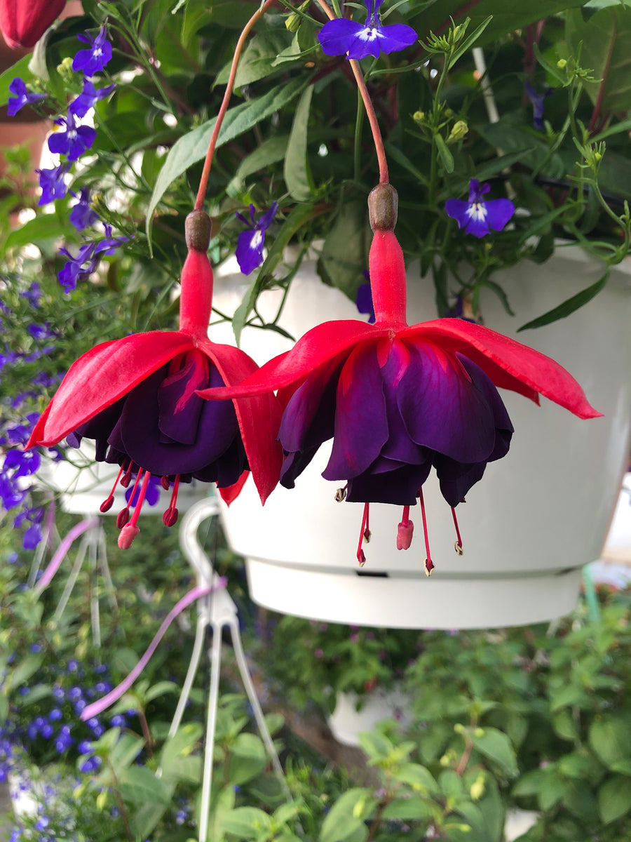 Fuchsia Voodoo – The Greenery Garden Centre