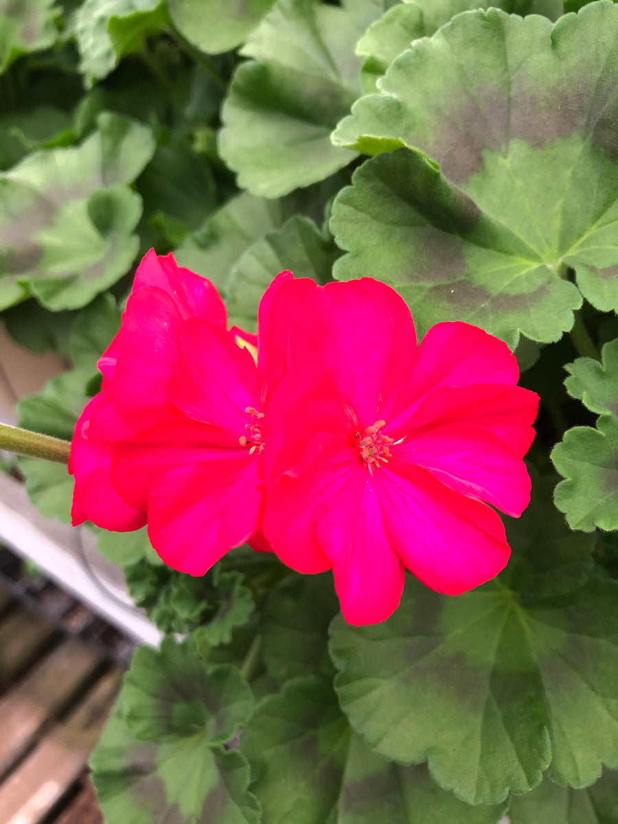 Geranium Zonal Survivor Neon Violet – The Greenery Garden Centre