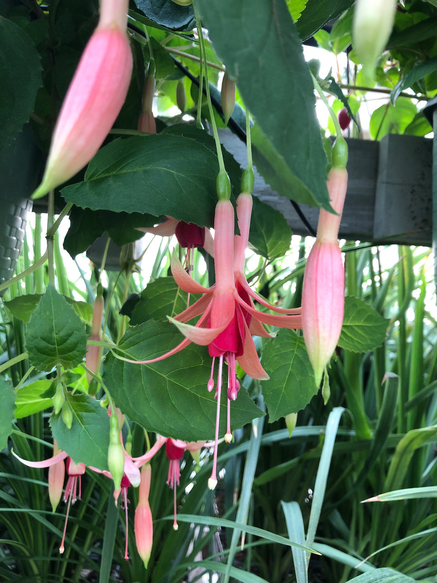 Fuchsia Willie Tamarus – The Greenery Garden Centre