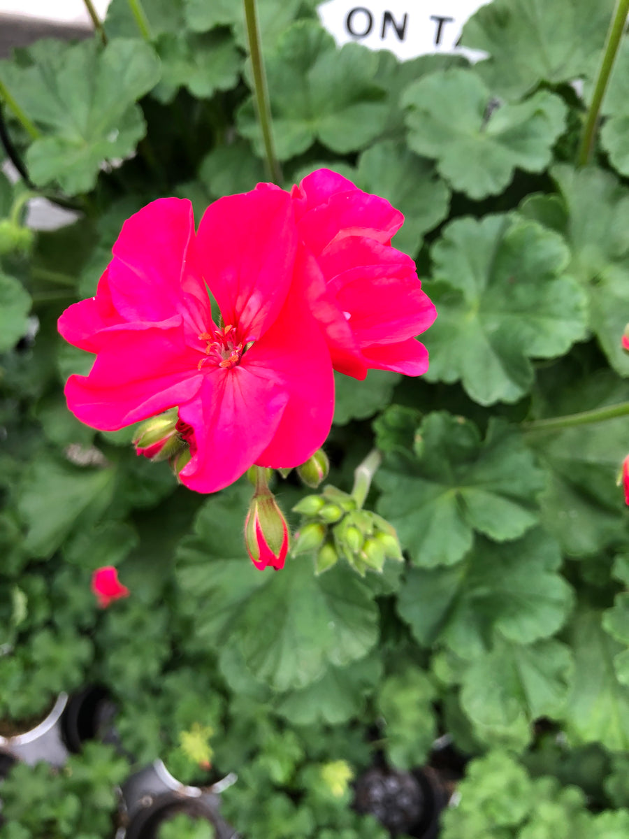 Geranium Zonal Americana Cherry Rose – The Greenery Garden Centre