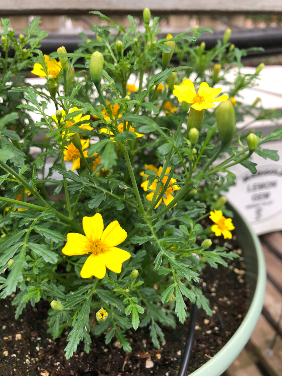 Marigold Lemon Gem – The Greenery Garden Centre