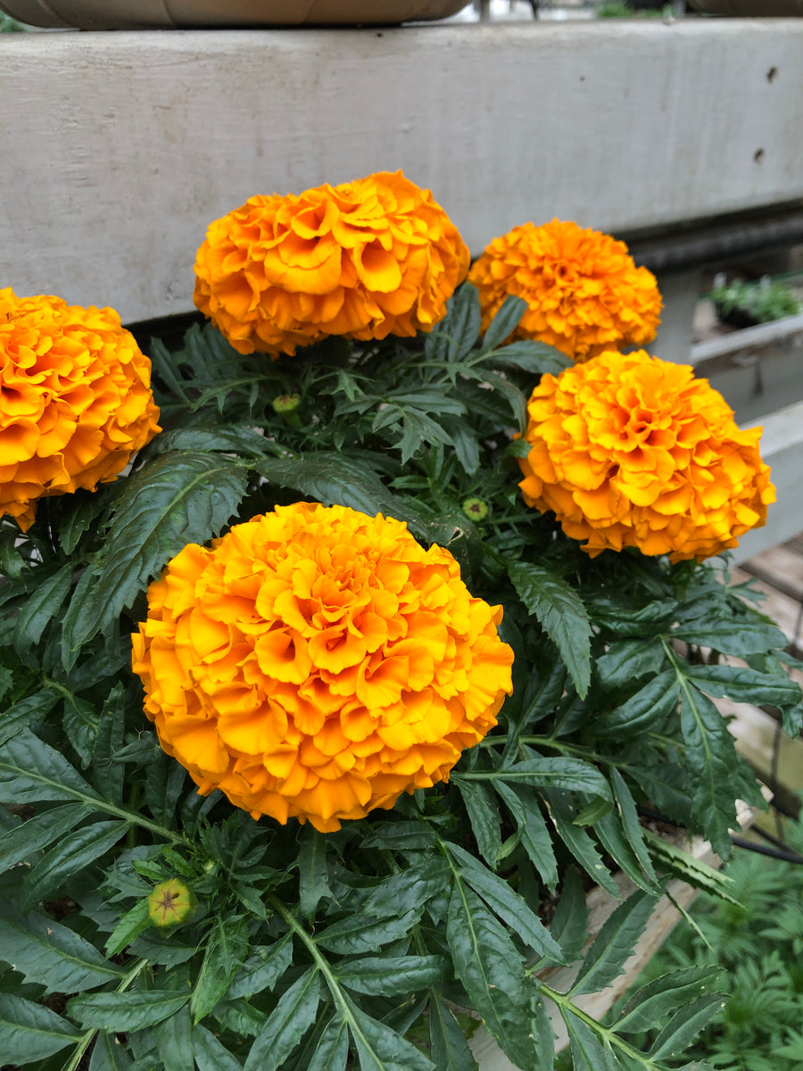 Marigold Inca Orange – The Greenery Garden Centre