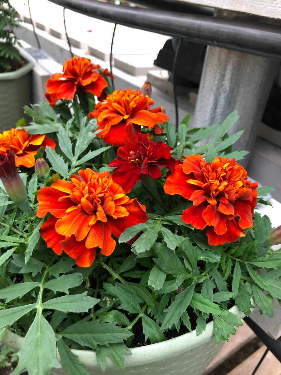 Marigold Fireball – The Greenery Garden Centre