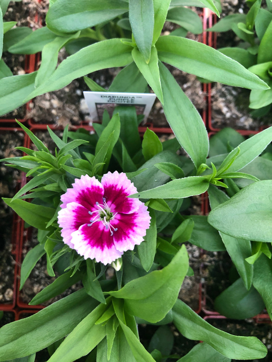Dianthus Diabunda Purple Picotee – The Greenery Garden Centre