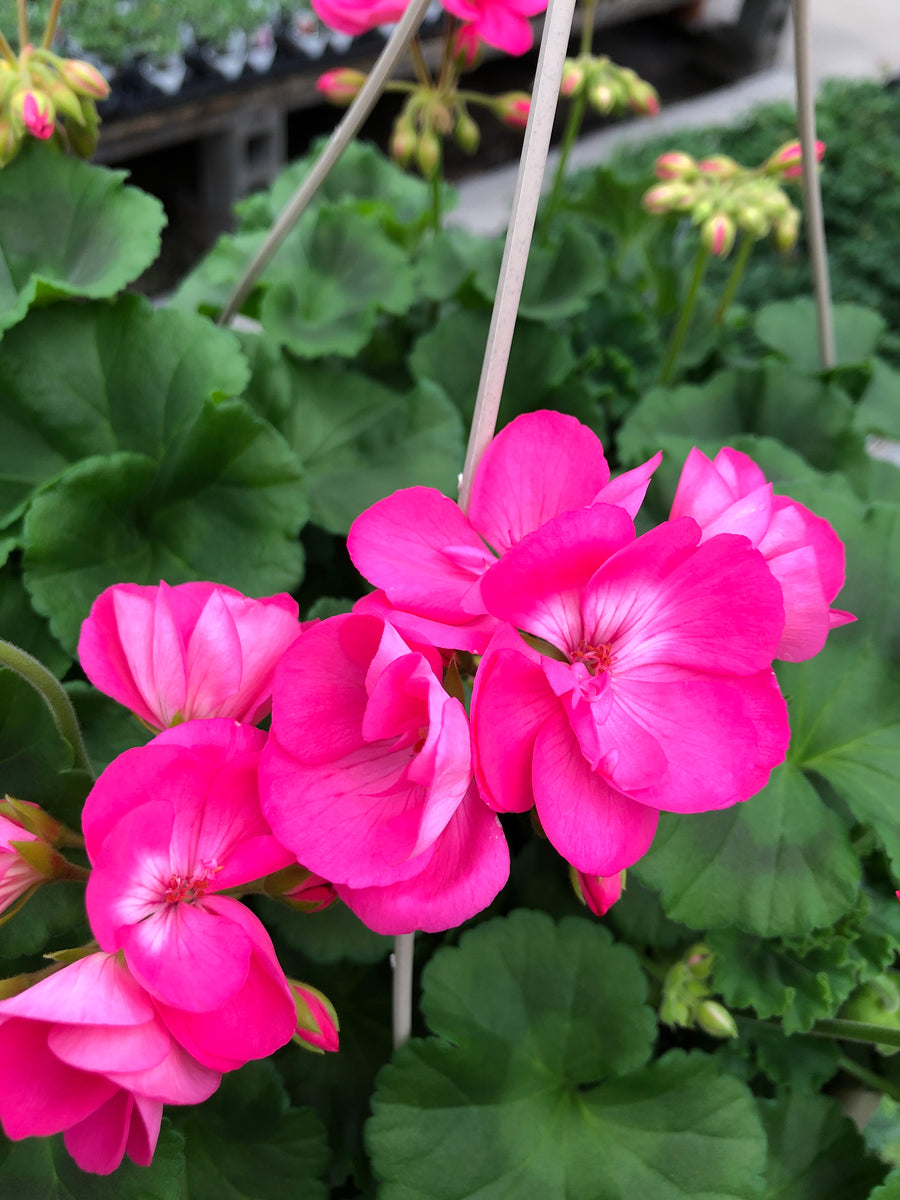 Geranium Zonal Dynamo Hot Pink – The Greenery Garden Centre
