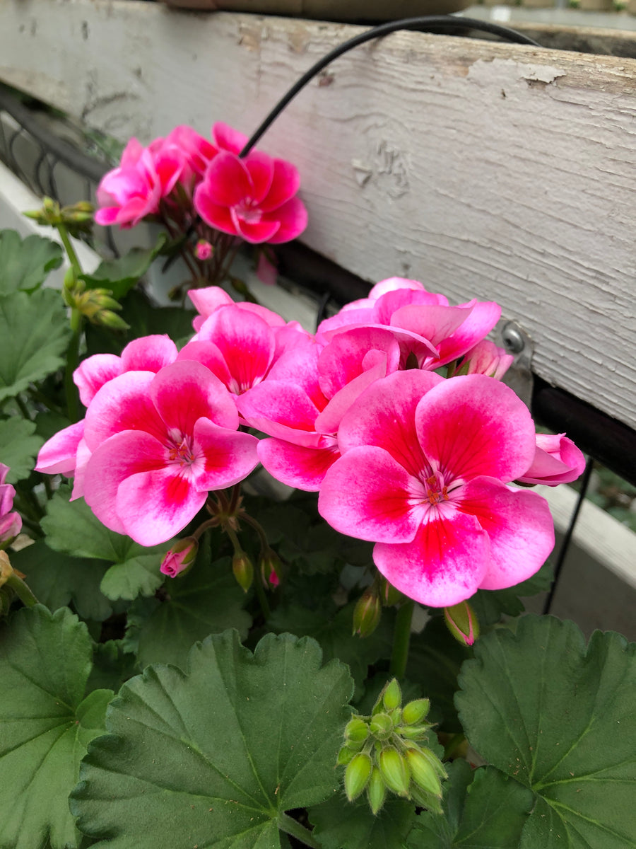 Geranium Zonal Savannah Pink Splash – The Greenery Garden Centre
