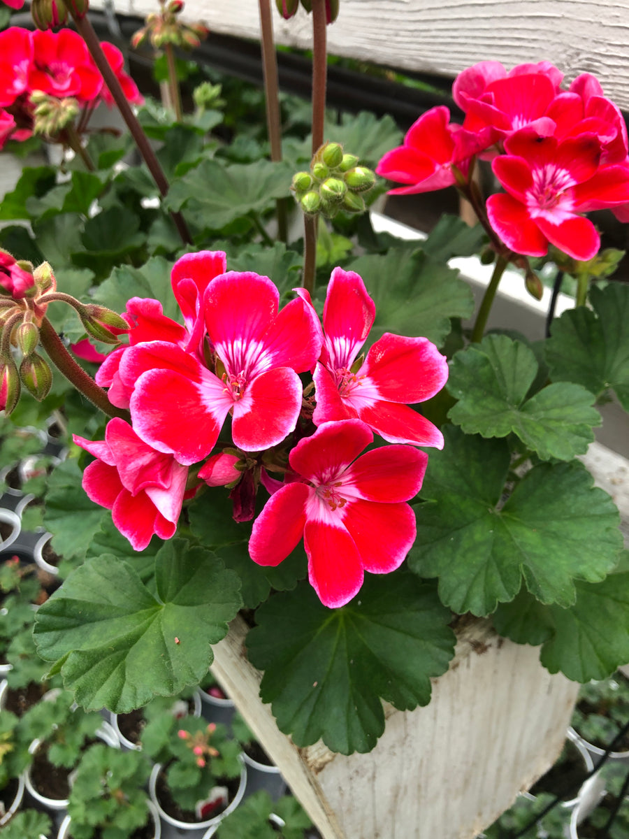Geranium Zonal Savannah Ruby Sizzle – The Greenery Garden Centre