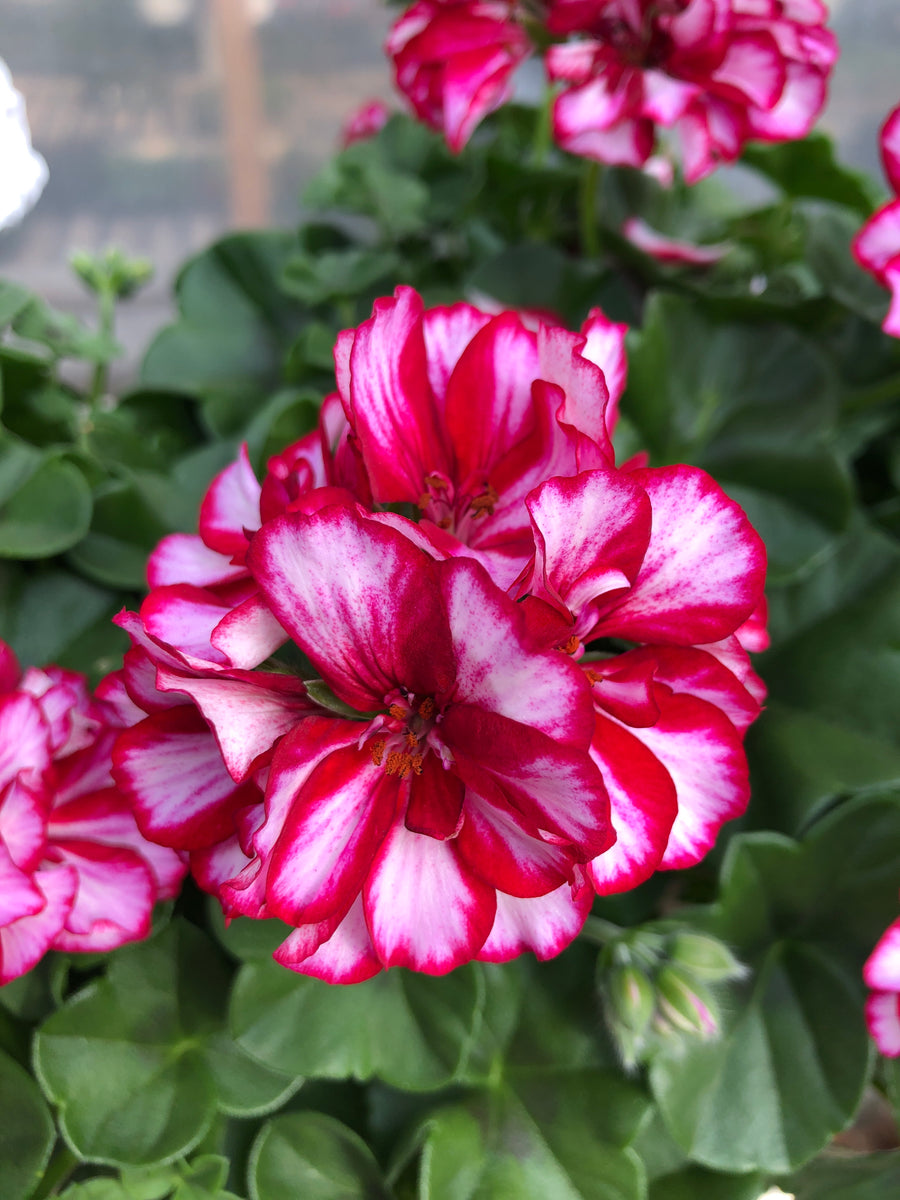 Geranium Ivy Precision Burgundy Ice – The Greenery Garden Centre