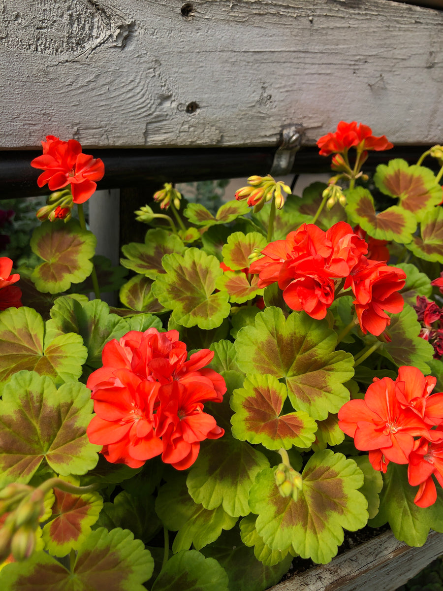 Geraniums Exotic Occold Shield – The Greenery Garden Centre
