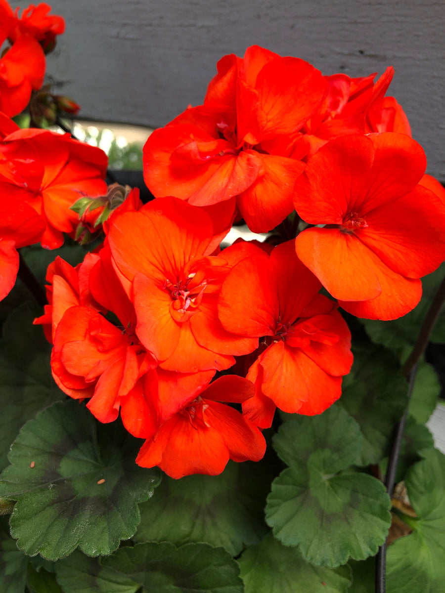 Geranium Zonal Fantasia Orange – The Greenery Garden Centre