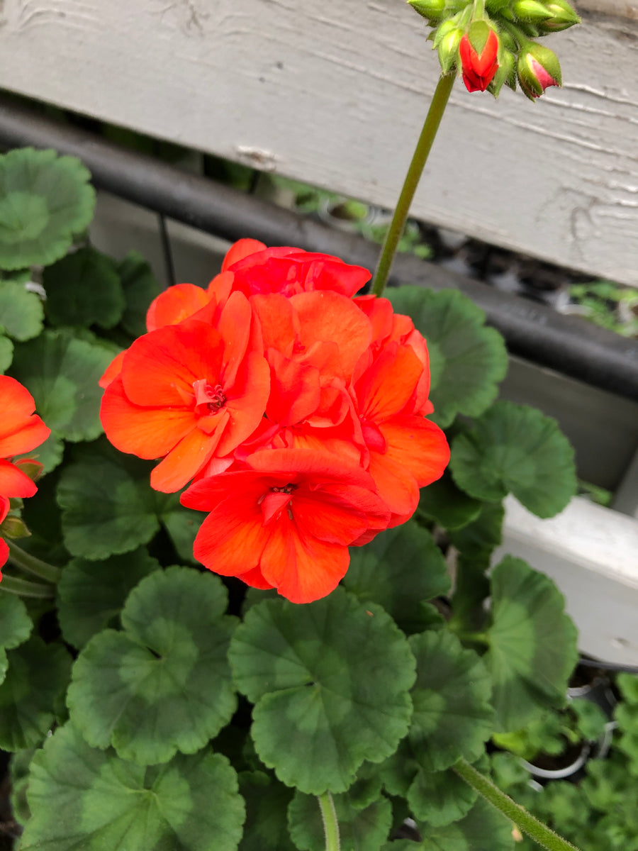 Geranium Zonal Dynamo Orange – The Greenery Garden Centre