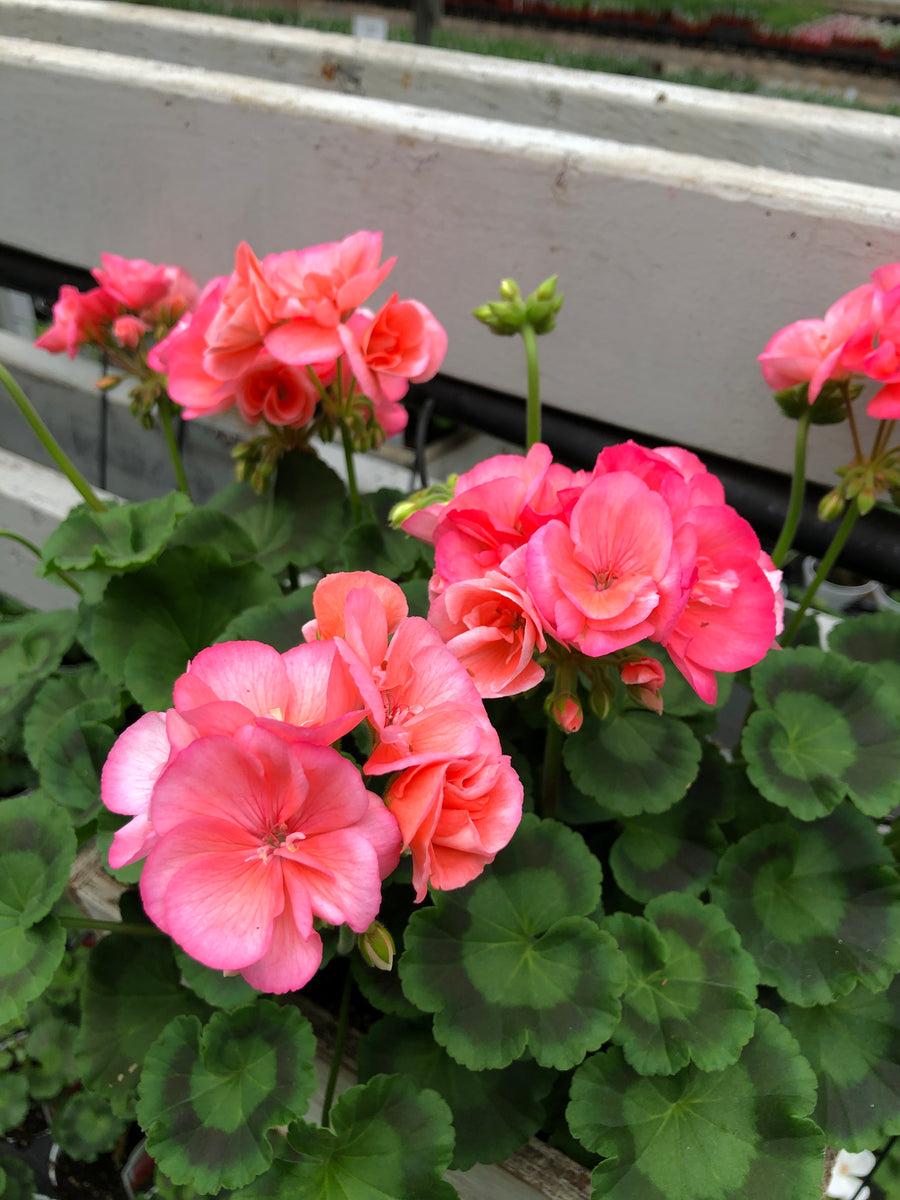 Geranium Zonal Dynamo Salmon – The Greenery Garden Centre
