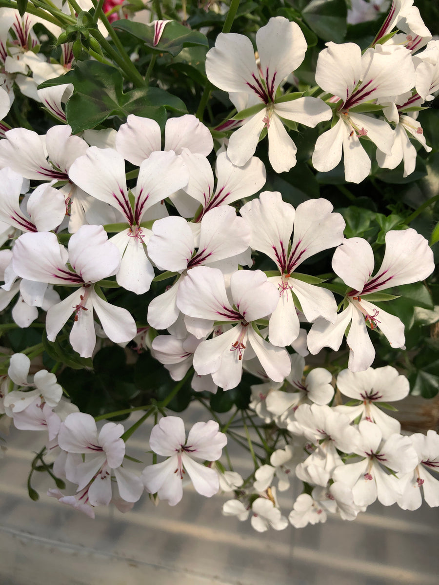 Geranium Ivy Royal Cascade White – The Greenery Garden Centre