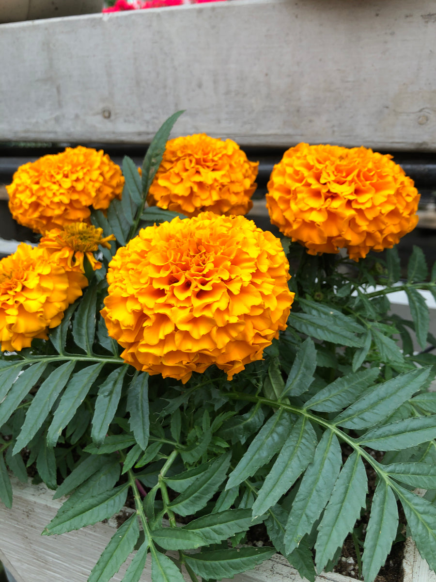 Marigold Marvel Orange – The Greenery Garden Centre