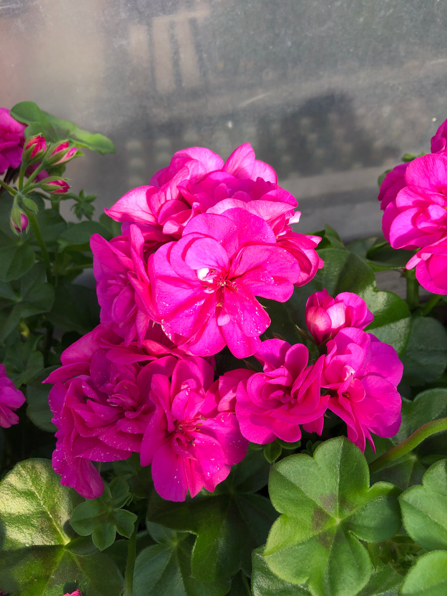 Geranium Ivy Great Balls of Fire Blue – The Greenery Garden Centre