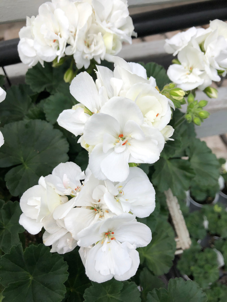 Geranium Zonal Fantasia White – The Greenery Garden Centre