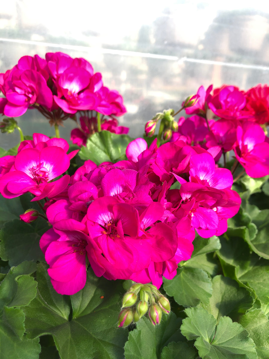 Geranium Mounding Calliope Deep Rose Medium – The Greenery Garden Centre