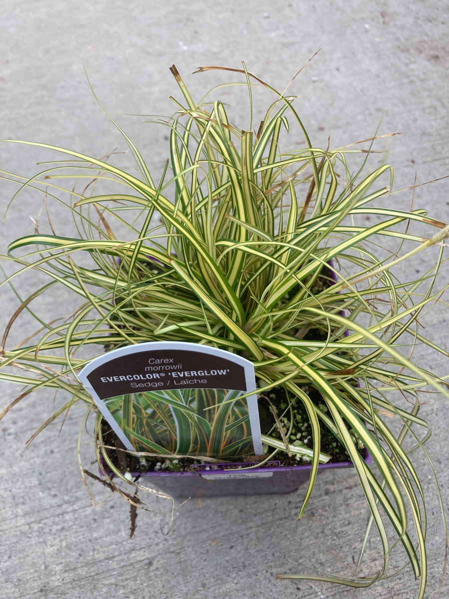 Carex Evercolor ‘Everglow’ – The Greenery Garden Centre