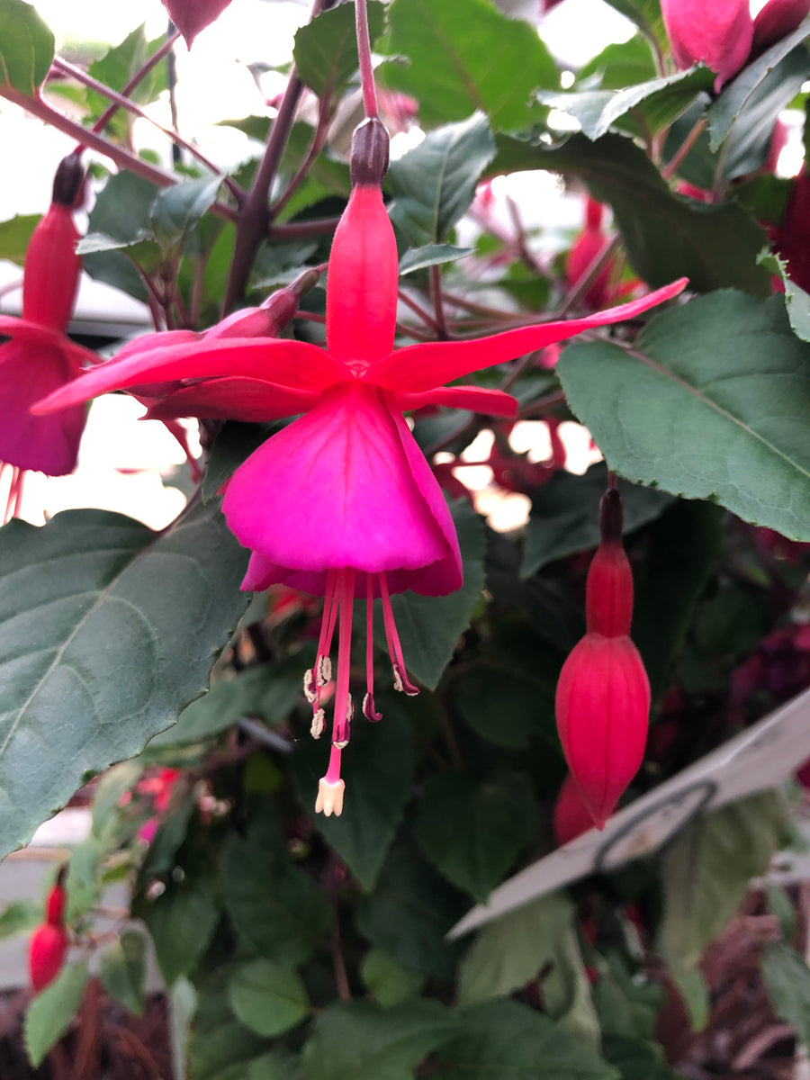 Fuchsia Beacon – The Greenery Garden Centre