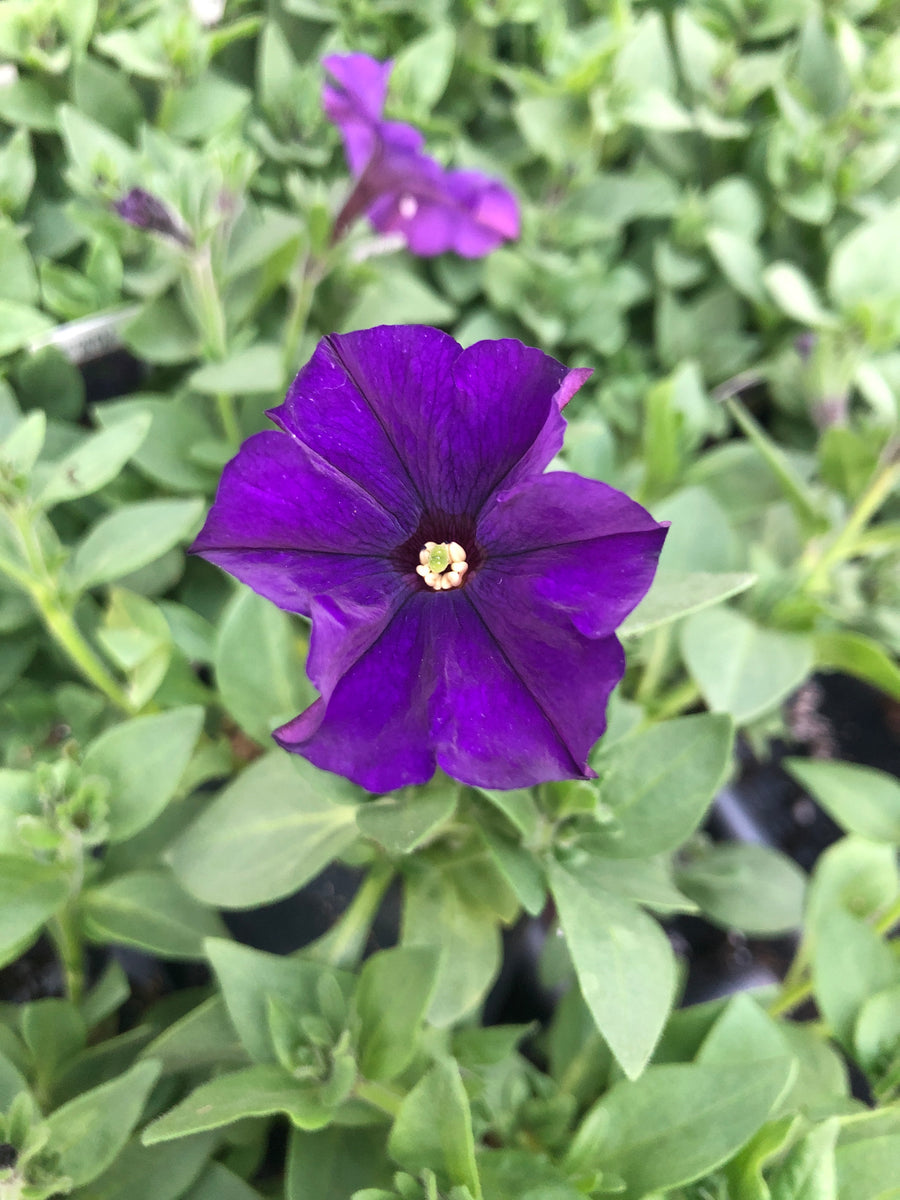 Petunias Picobella Blue – The Greenery Garden Centre