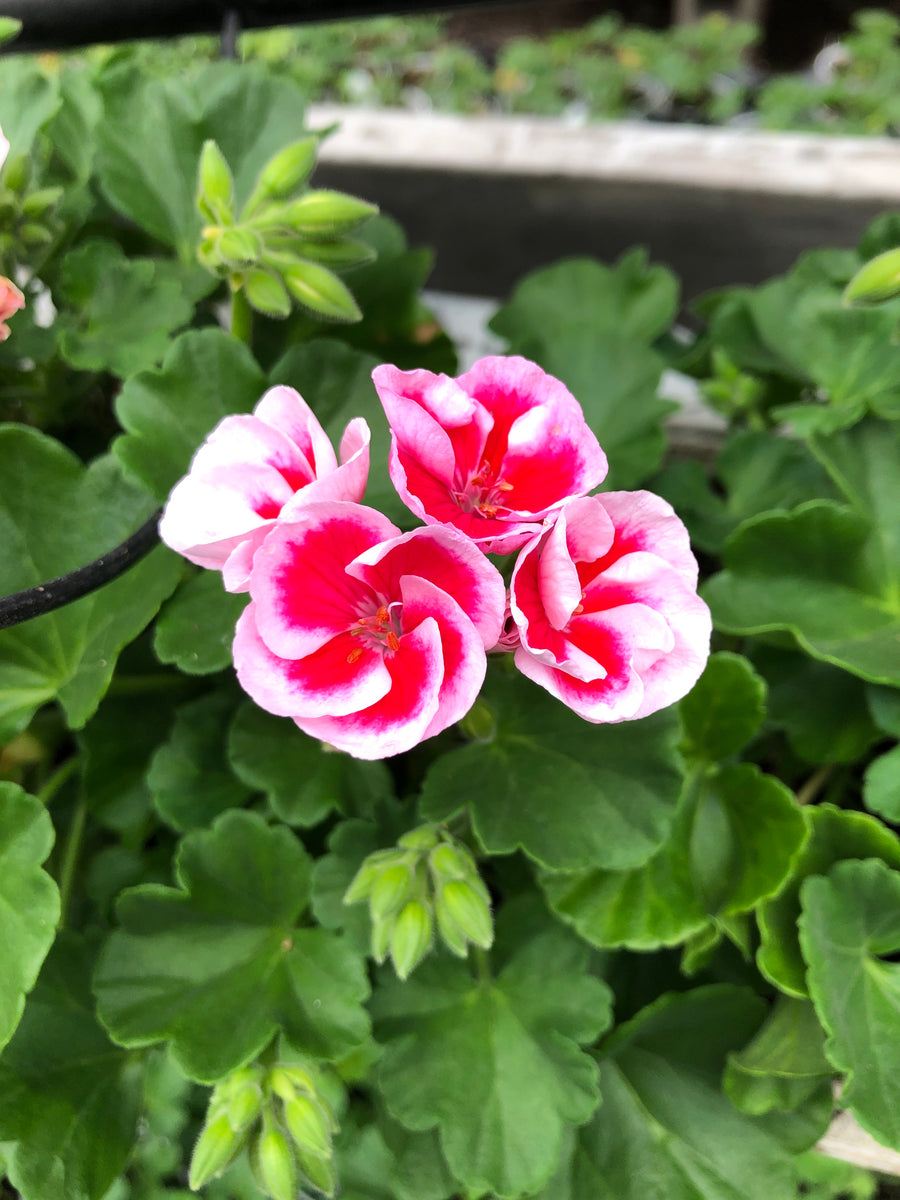 Geranium Zonal Americana White Splash ll – The Greenery Garden Centre