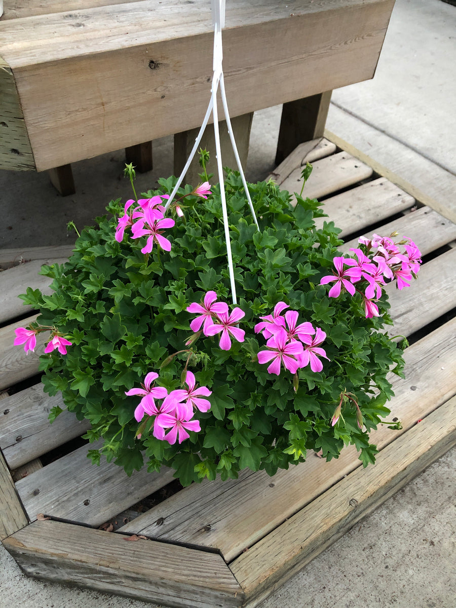 Geranium Ivy Mini Cascade Lavender – The Greenery Garden Centre