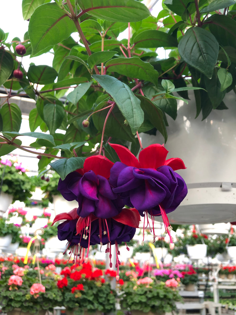 Fuchsia Dark Eyes – The Greenery Garden Centre