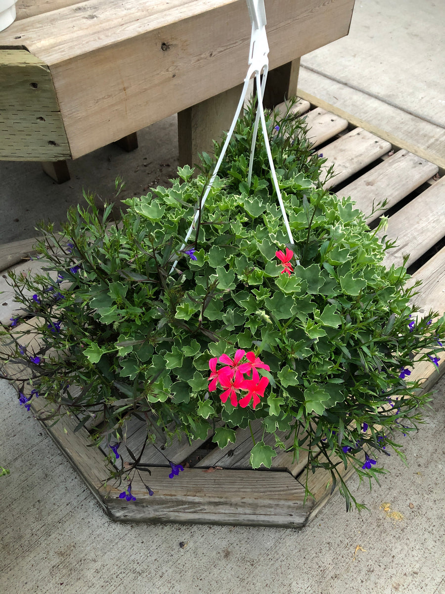 Geranium Ivy Mini Cascade Evka Red – The Greenery Garden Centre