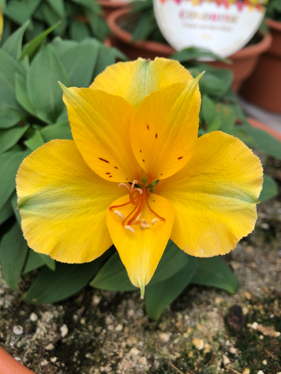 Alstroemerias Colorita Lisa – The Greenery Garden Centre