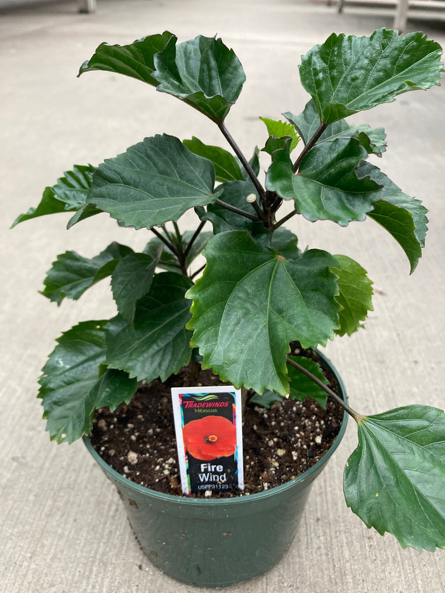 Hibiscus Wind Fire – The Greenery Garden Centre