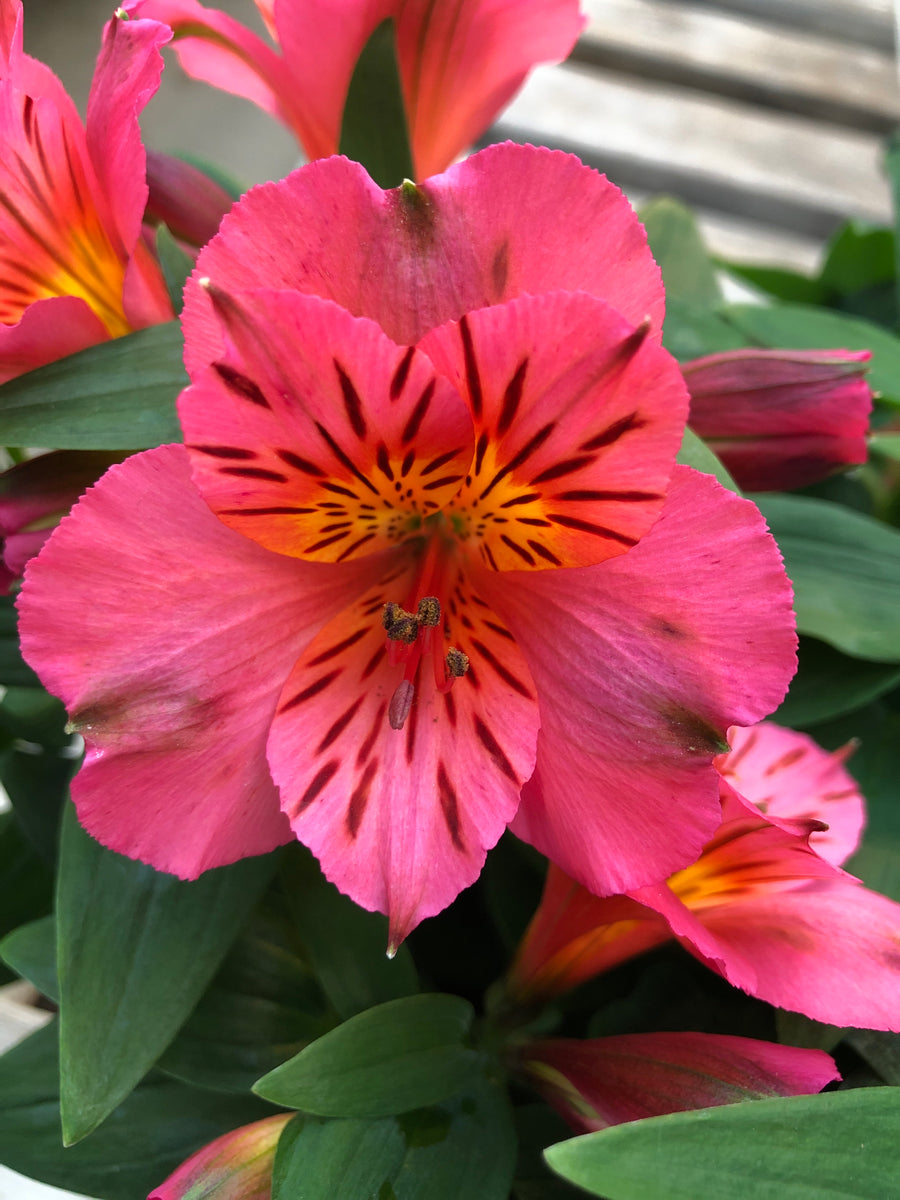 Alstroemerias Colorita Eliane Pink – The Greenery Garden Centre